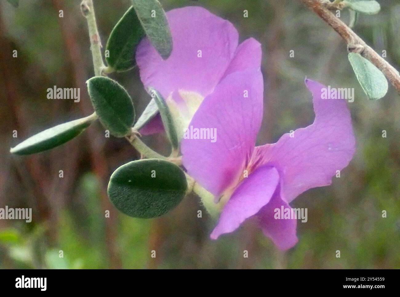 Hairy Capesweetpea (Podalyria burchellii) Plantae Stock Photo - Alamy