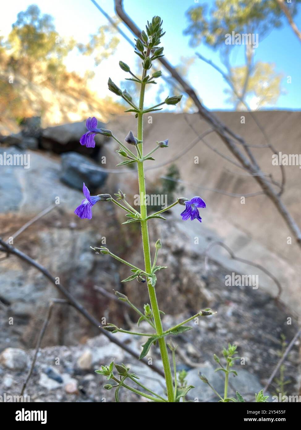 (Stemodia viscosa) Plantae Stock Photo - Alamy