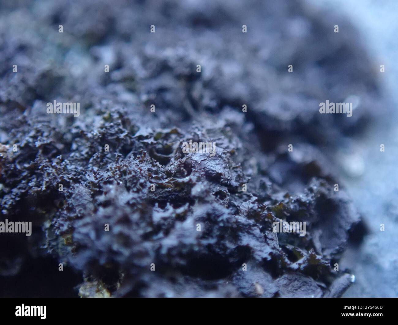 Tattered Jellyskin Lichen (Scytinium lichenoides) Fungi Stock Photo - Alamy