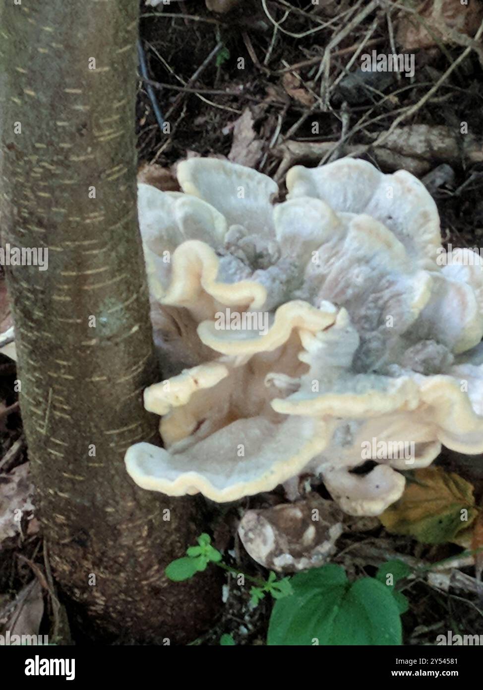 Black-staining Polypore (Meripilus sumstinei) Fungi Stock Photo - Alamy