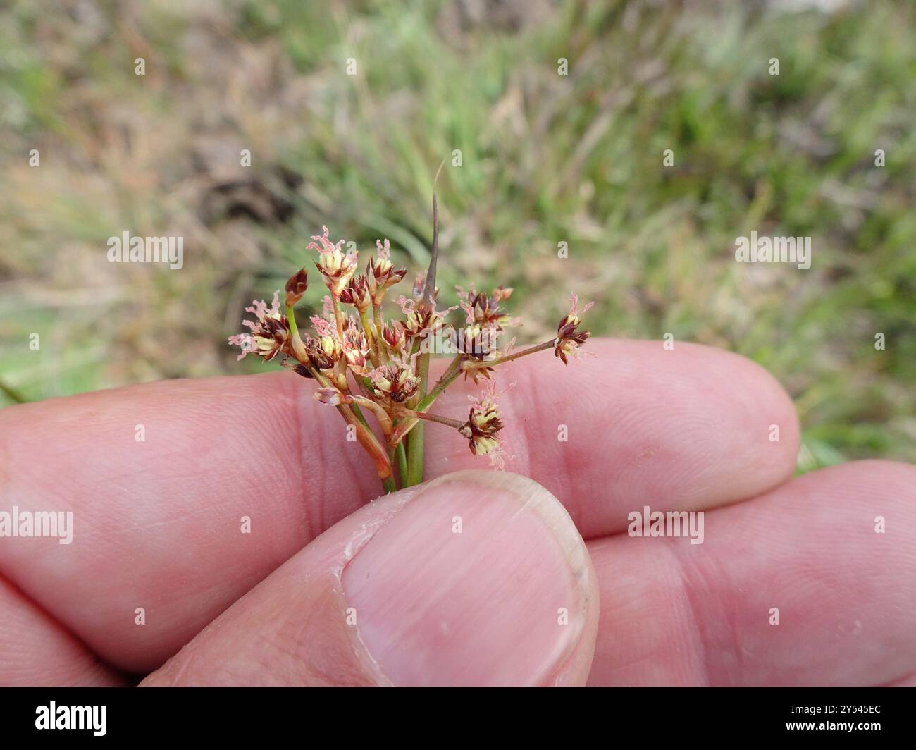 Jointed rush (Juncus articulatus) Plantae Stock Photo - Alamy