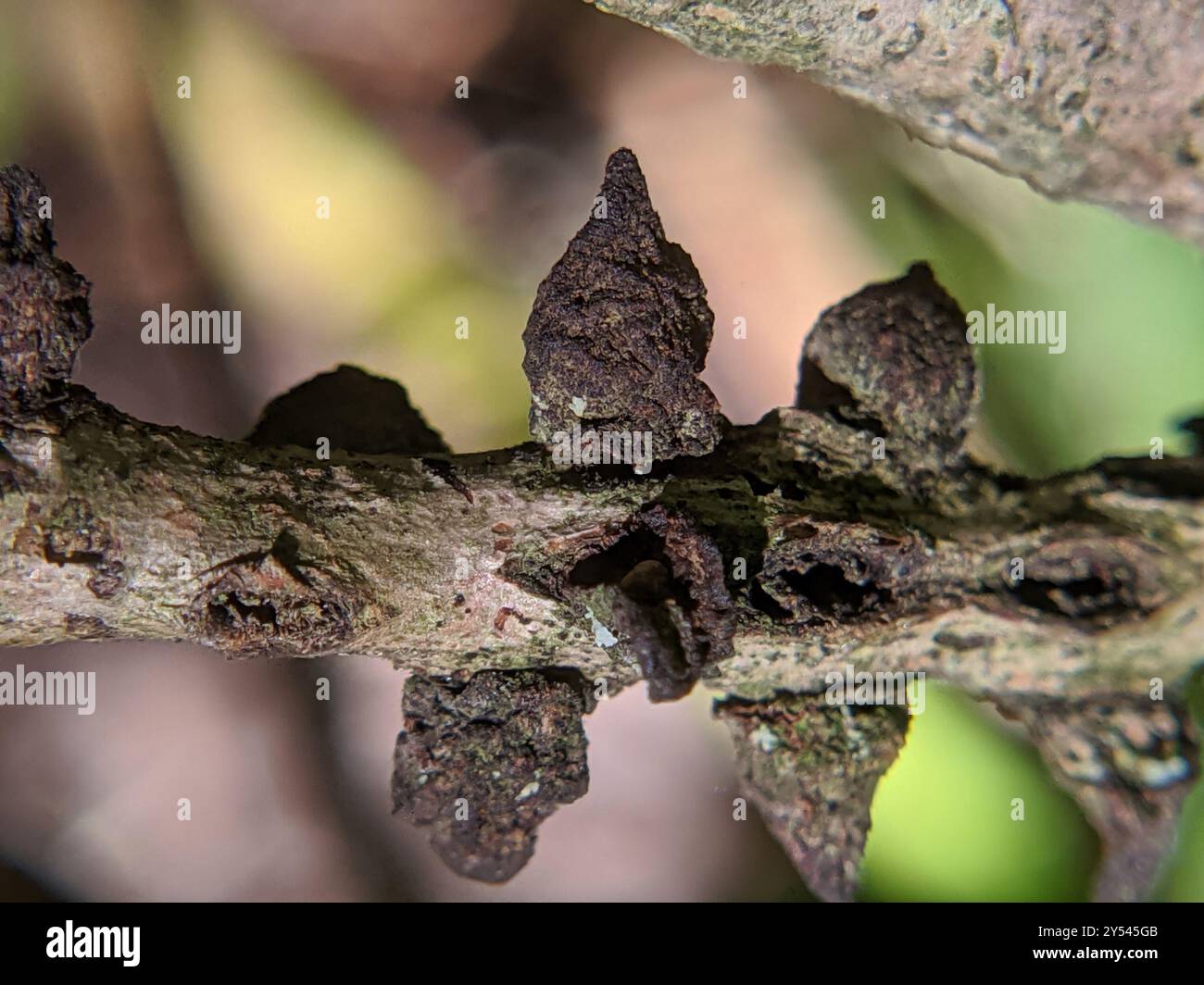 Oak Rough Bulletgall Wasp (Disholcaspis quercusmamma) Insecta Stock ...