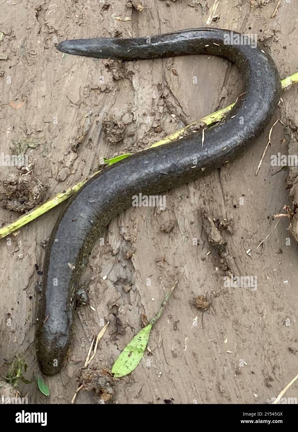 Western Lesser Siren (Siren nettingi) Amphibia Stock Photo - Alamy