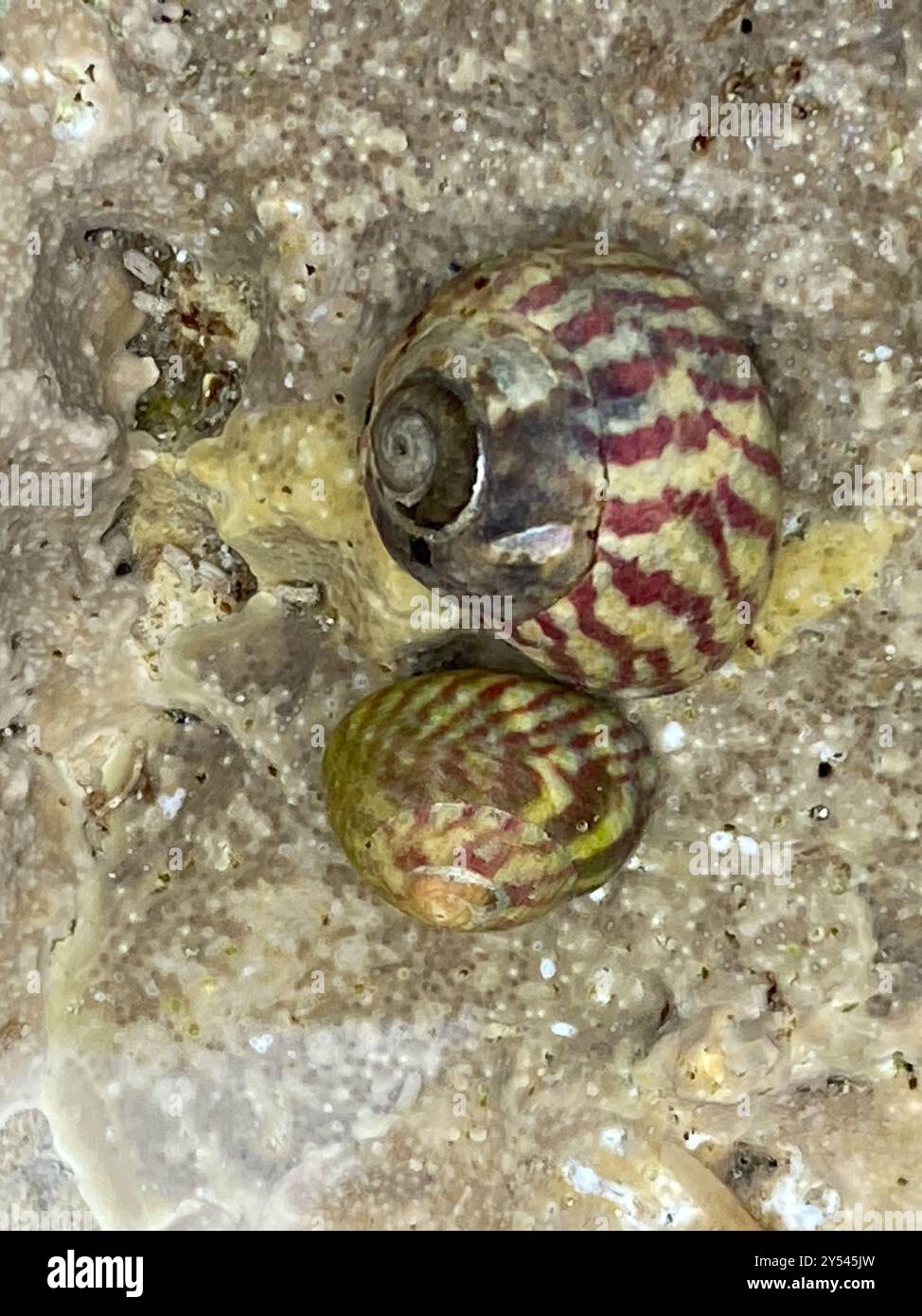 Purple Topshell (Steromphala umbilicalis) Mollusca Stock Photo - Alamy