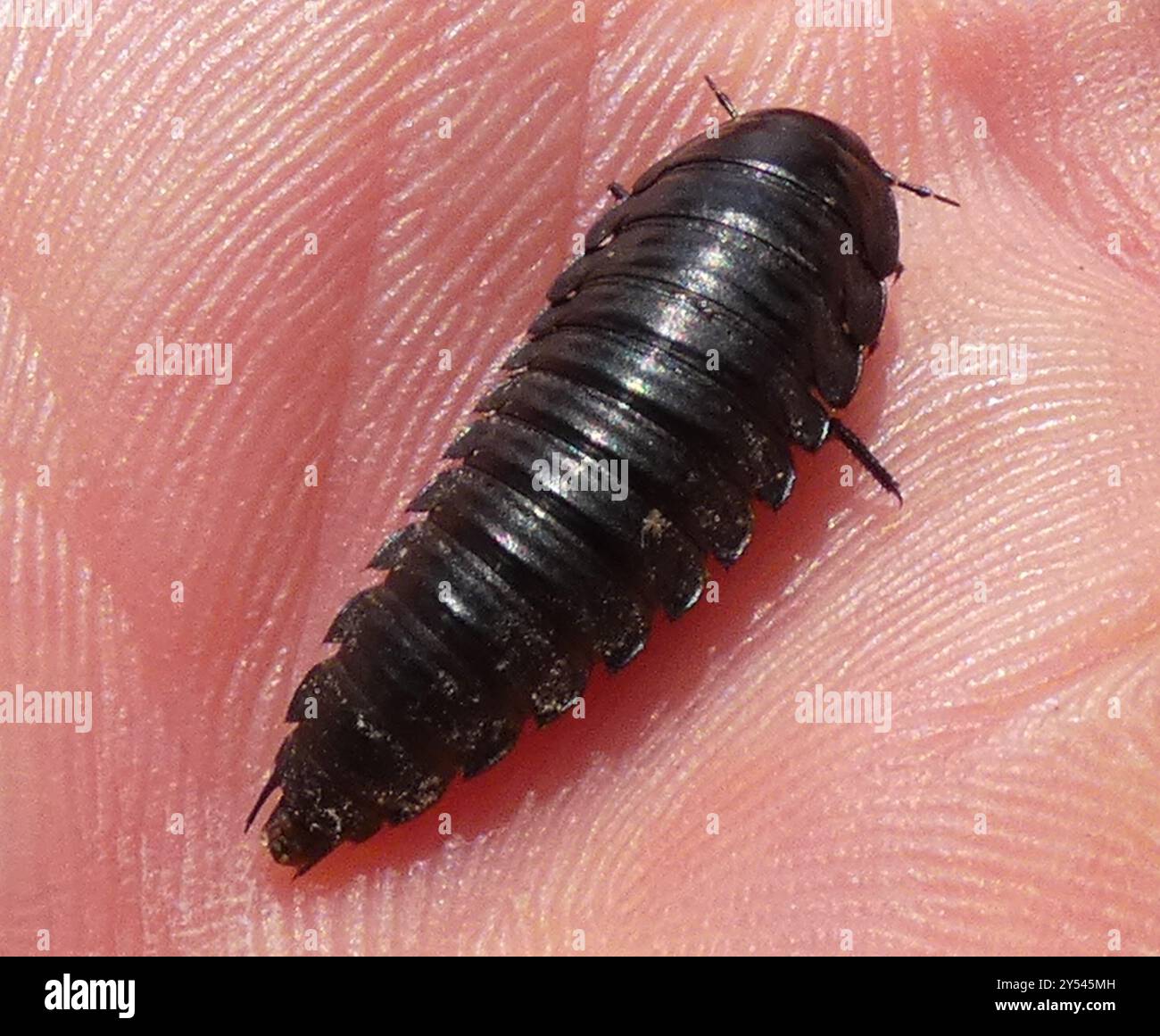 Burying and Carrion Beetles (Silphidae) Insecta Stock Photo - Alamy
