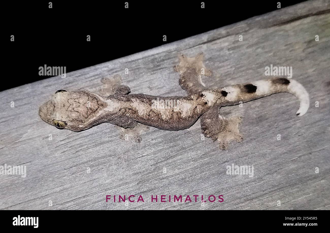 Southern Turniptail Gecko (Thecadactylus solimoensis) Reptilia Stock ...