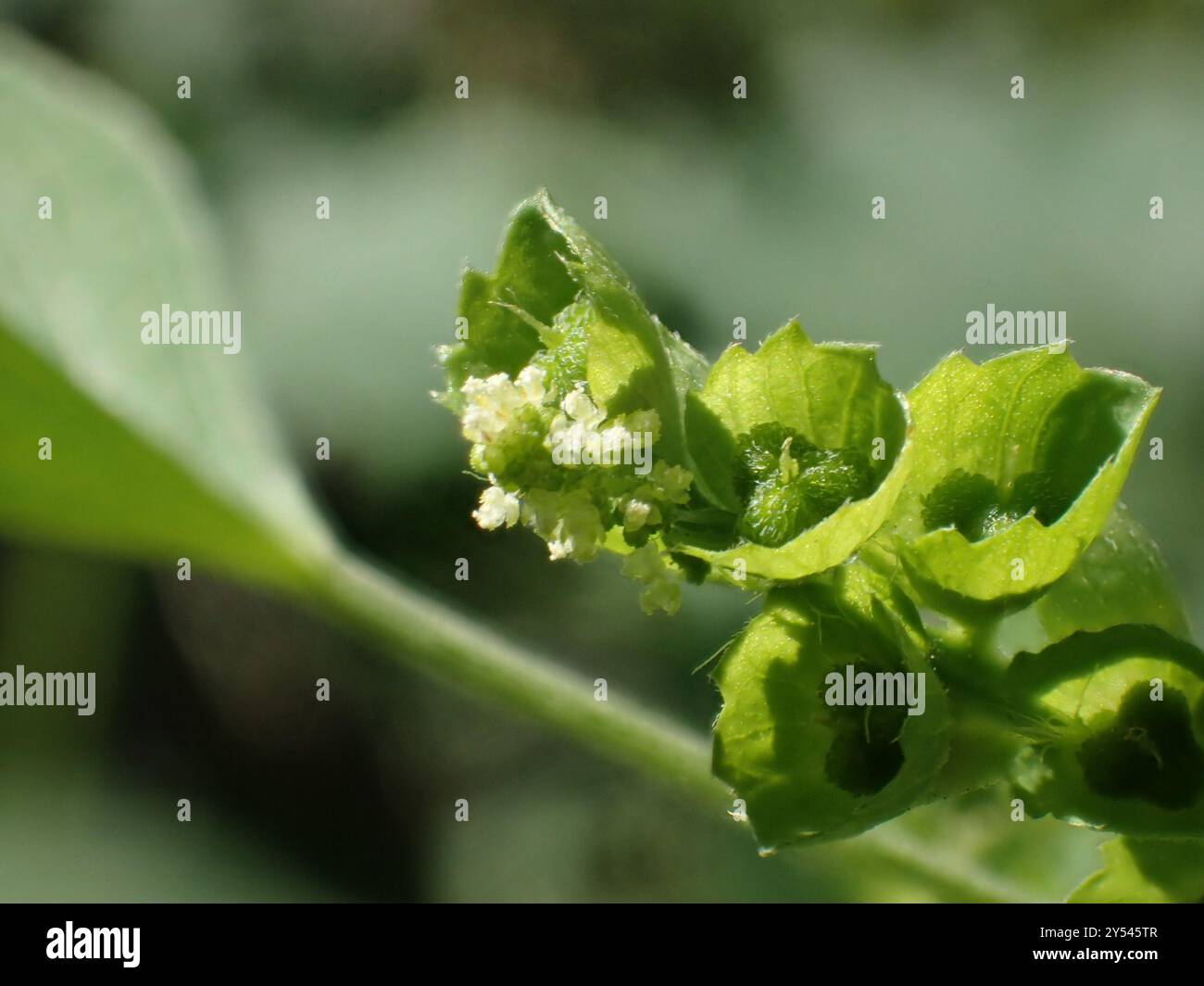 Indian Acalypha (Acalypha indica) Plantae Stock Photo - Alamy