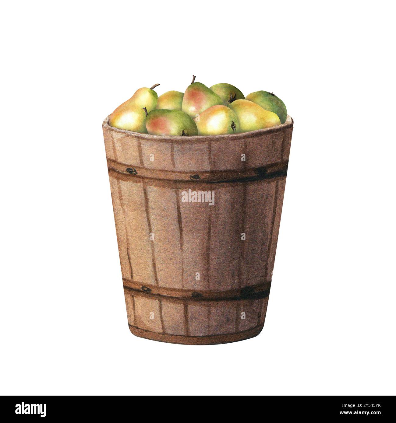 Wooden garden bucket filled with fresh juicy pear fruits. Hand drawn ...