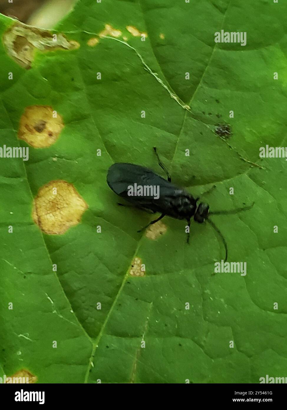Sawflies, Horntails, and Wood Wasps (Symphyta) Insecta Stock Photo - Alamy