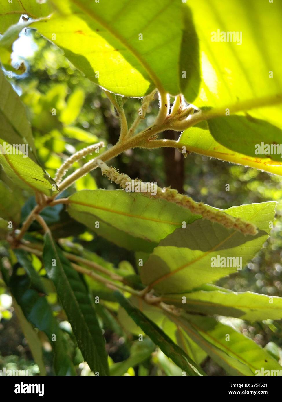 Tanoak (Notholithocarpus densiflorus) Plantae Stock Photo - Alamy