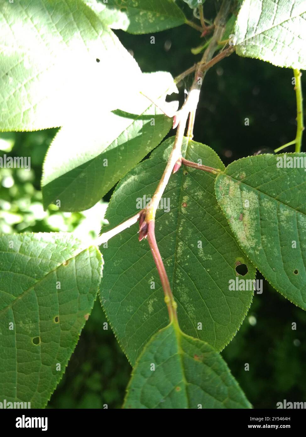 bird cherry (Prunus padus) Plantae Stock Photo - Alamy