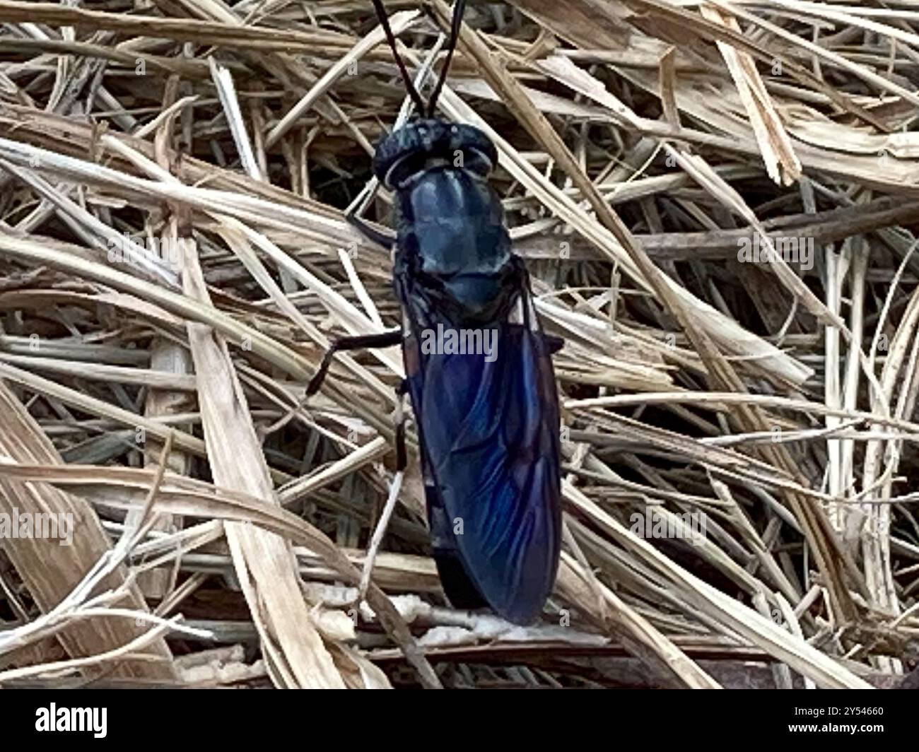 Black Soldier Fly (Hermetia illucens) Insecta Stock Photo - Alamy