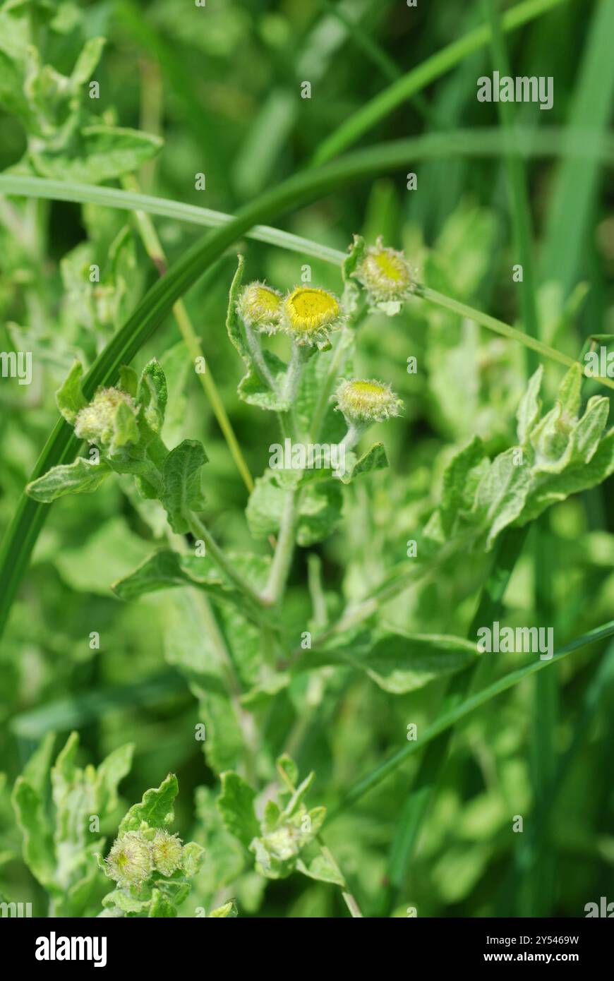 Common Fleabane (Pulicaria dysenterica) Plantae Stock Photo - Alamy