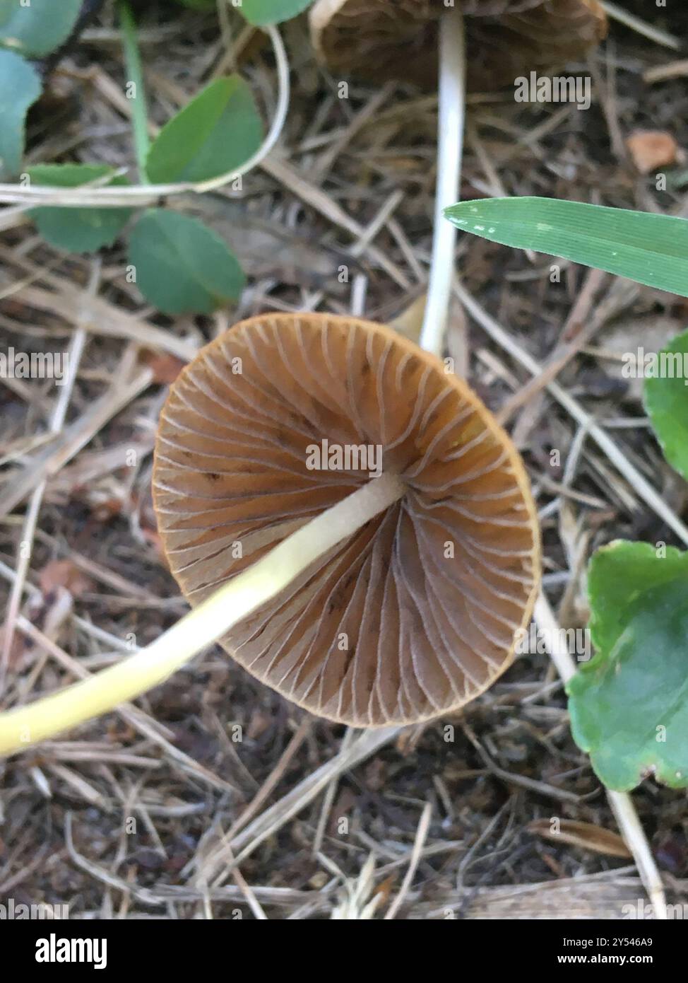 red edge brittlestem (Psathyrella corrugis) Fungi Stock Photo - Alamy