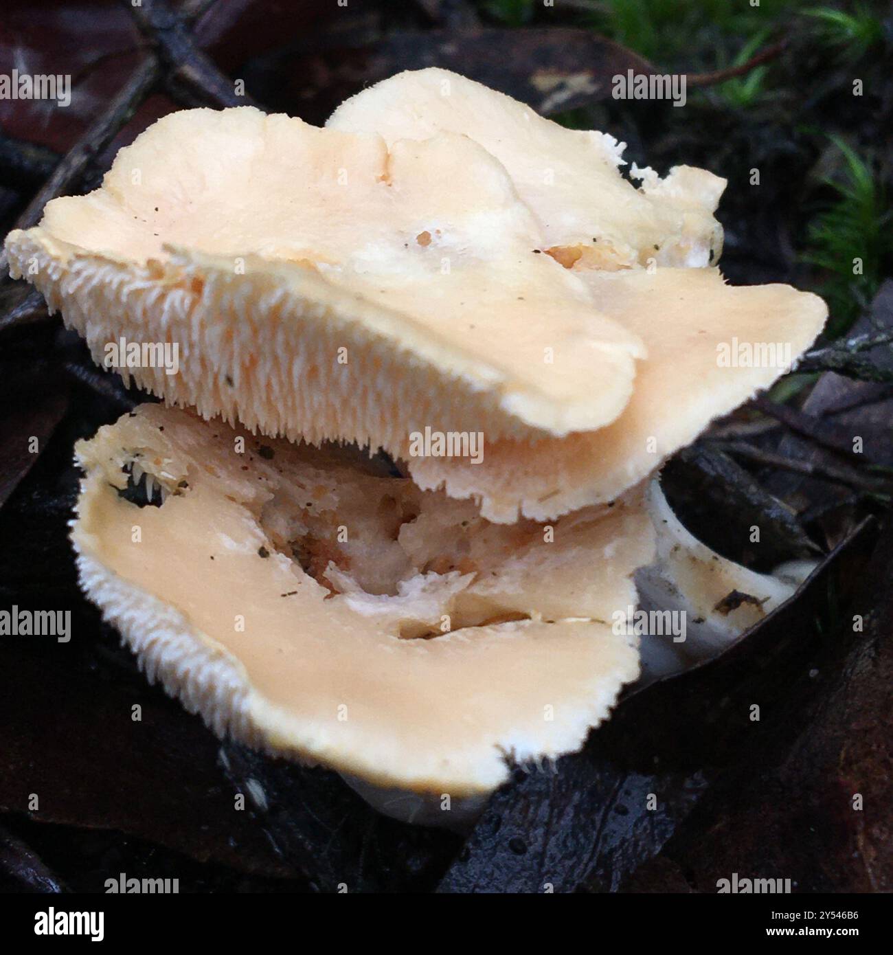 Wood Hedgehog (Hydnum repandum) Fungi Stock Photo - Alamy