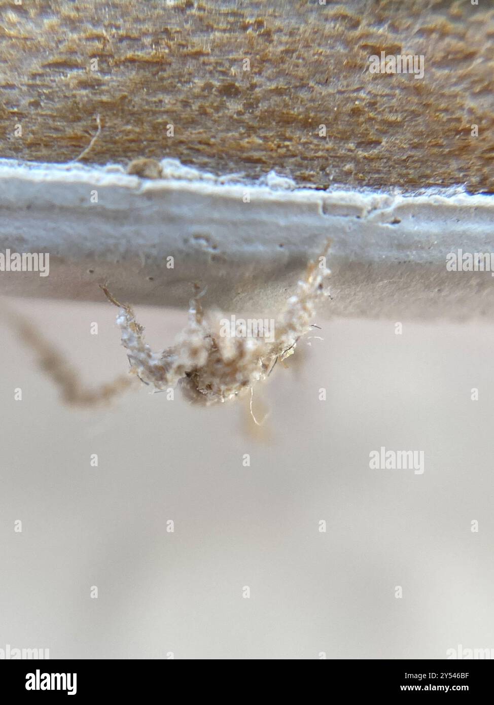 Masked Hunter (Reduvius personatus) Insecta Stock Photo - Alamy