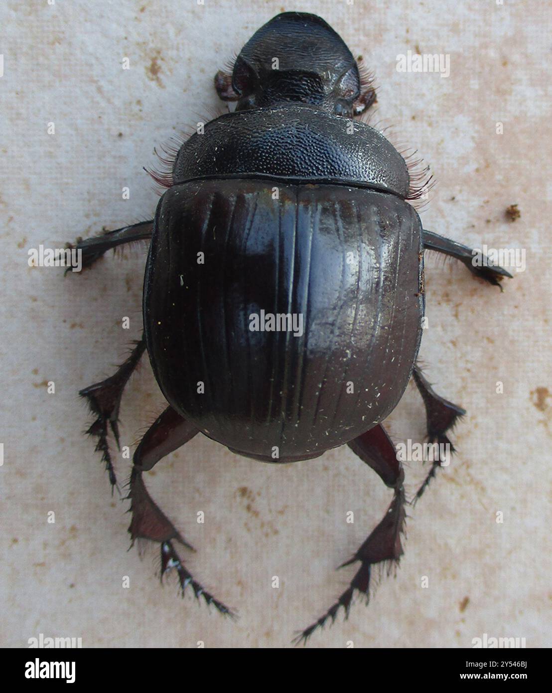 Giant Dung Beetles (Heliocopris) Insecta Stock Photo - Alamy