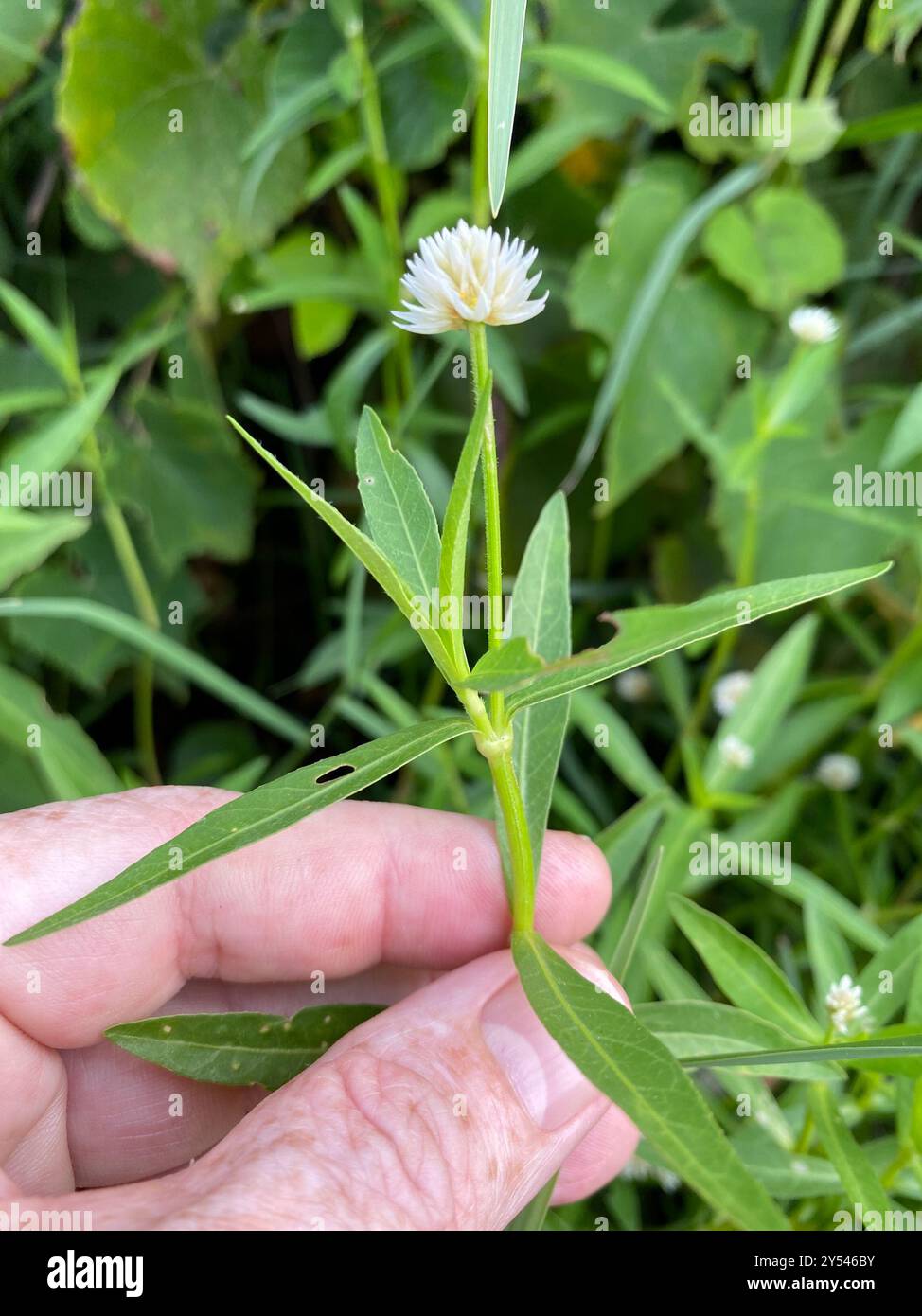 Alligatorweed (Alternanthera philoxeroides) Plantae Stock Photo - Alamy