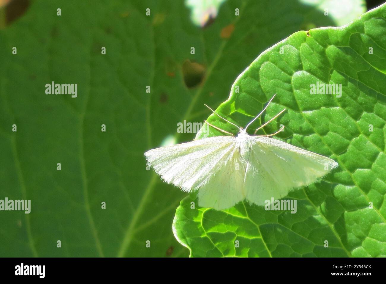 Crocota hi-res stock photography and images - Alamy