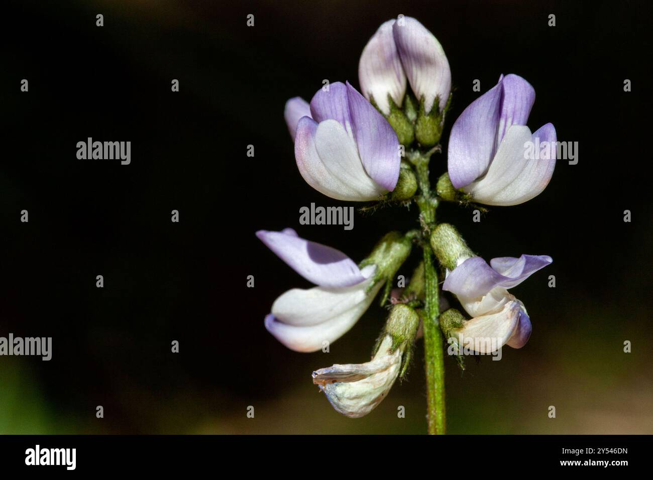 Alpine Milkvetch (Astragalus alpinus) Plantae Stock Photo - Alamy