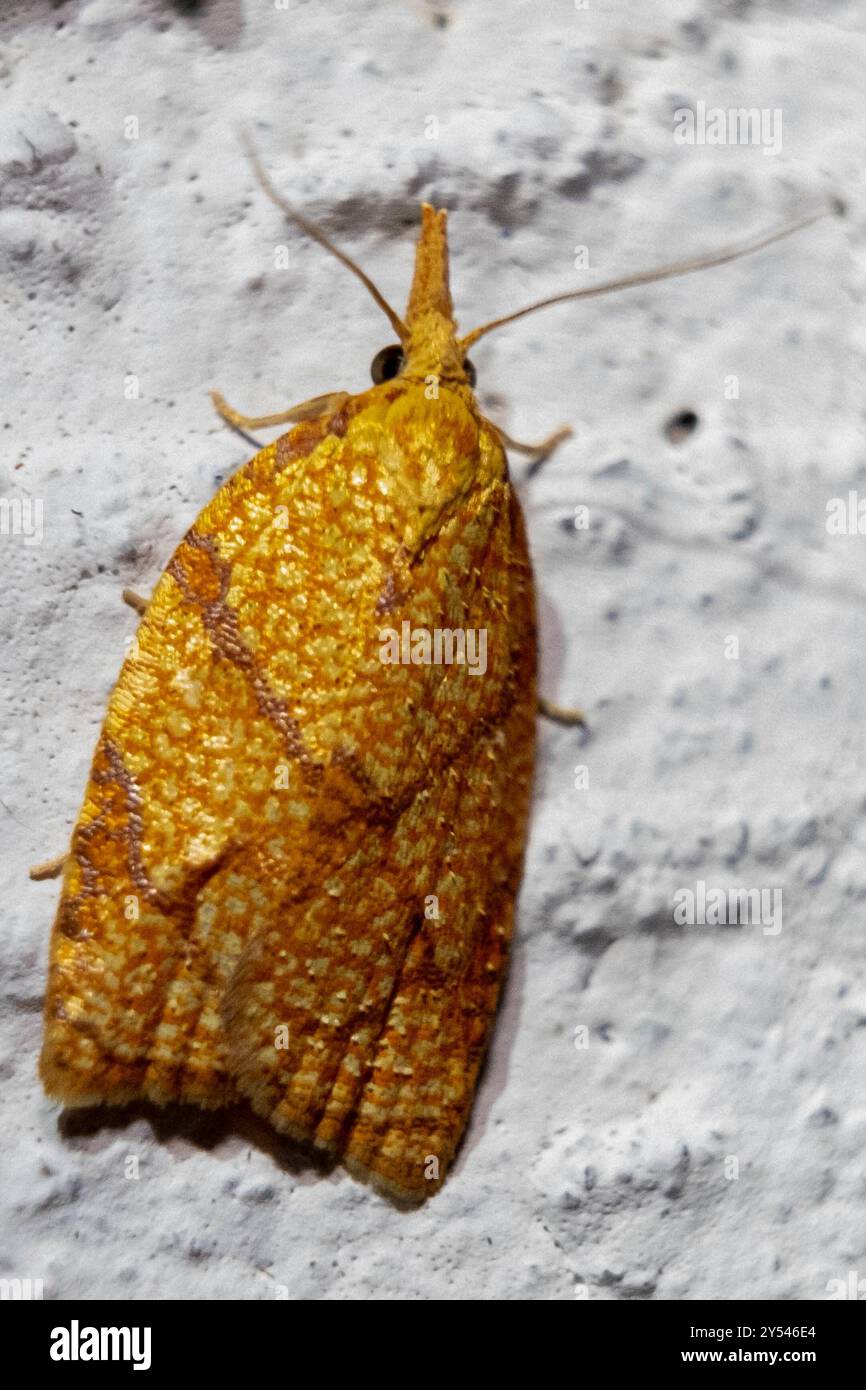 Reticulated Fruitworm Moth (Cenopis reticulatana) Insecta Stock Photo ...