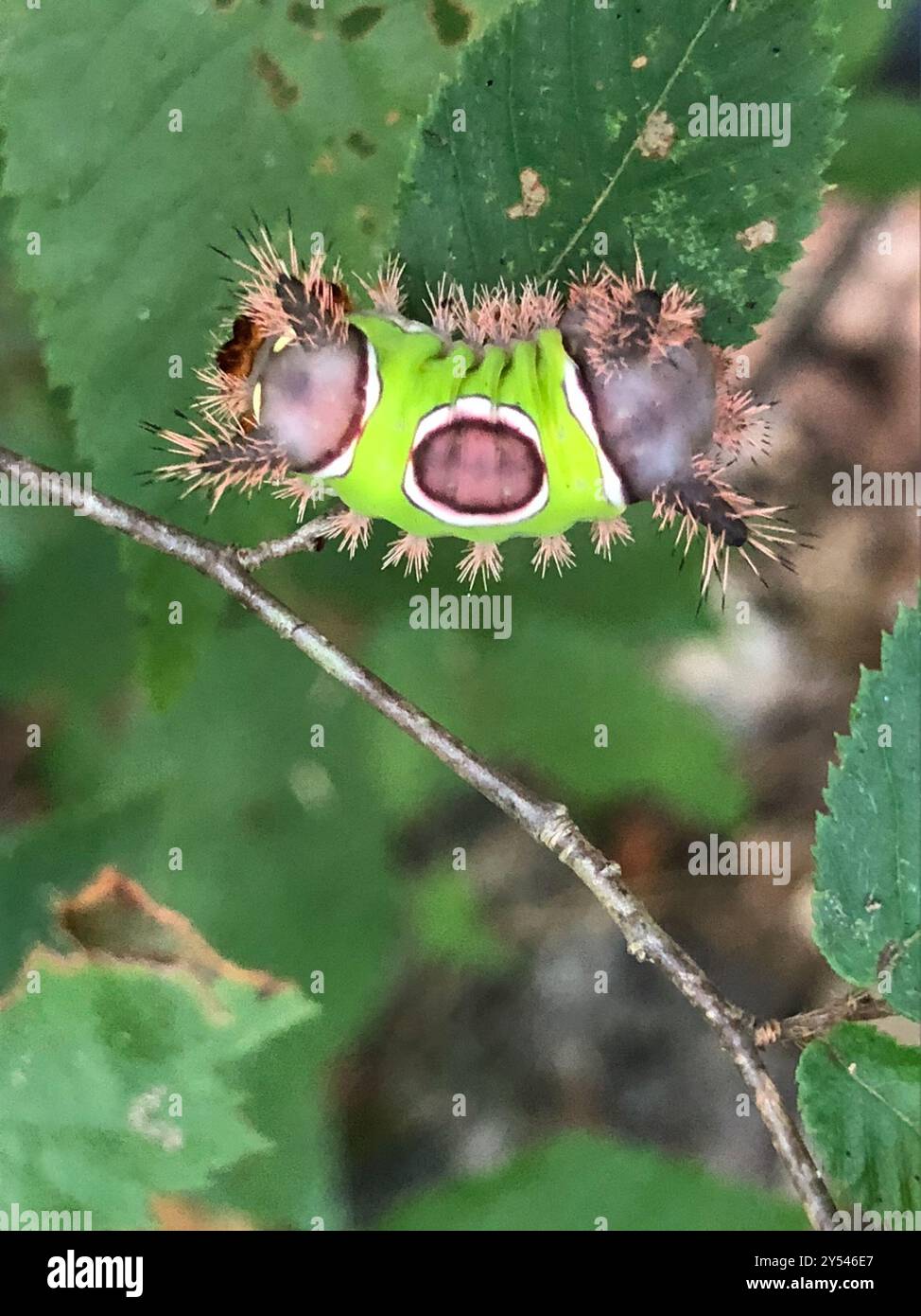 Saddleback Caterpillar Moth (Acharia stimulea) Insecta Stock Photo - Alamy