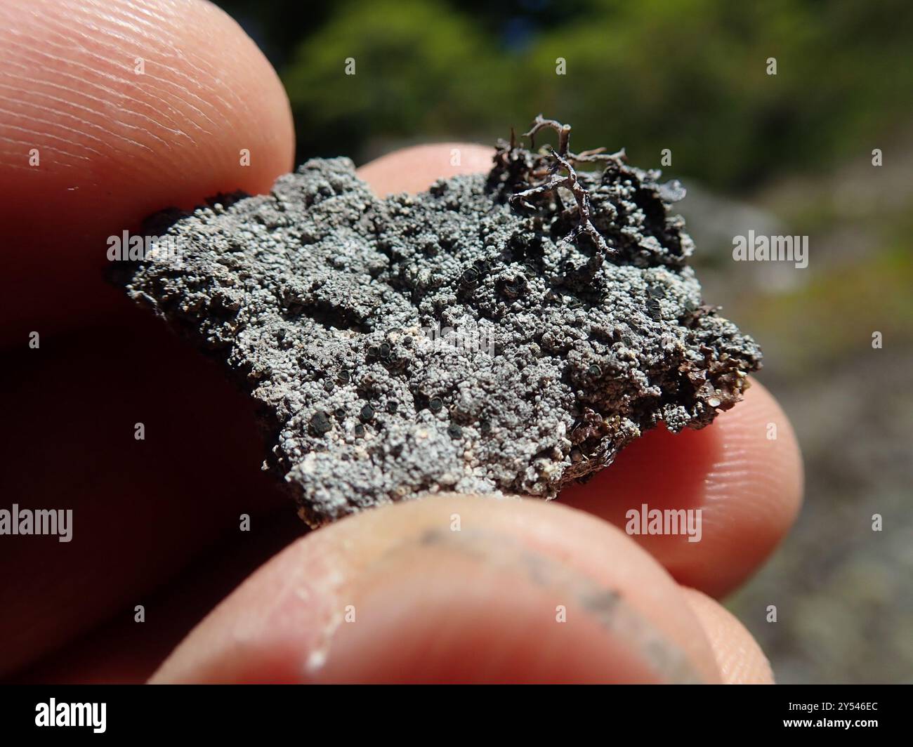 Granular Mottled-disk Lichen (Trapeliopsis granulosa) Fungi Stock Photo ...
