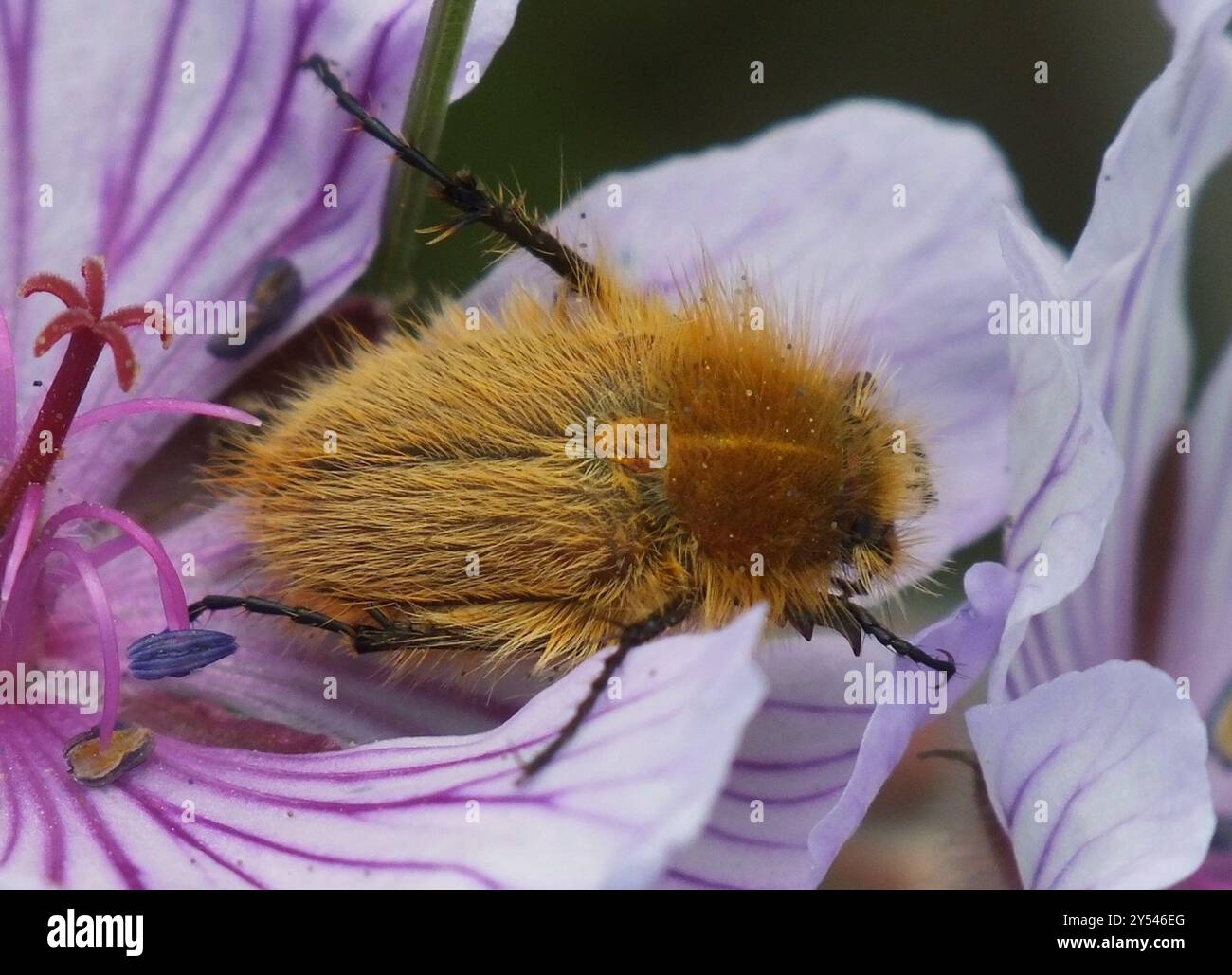 (Pygopleurus vulpes) Insecta Stock Photo - Alamy
