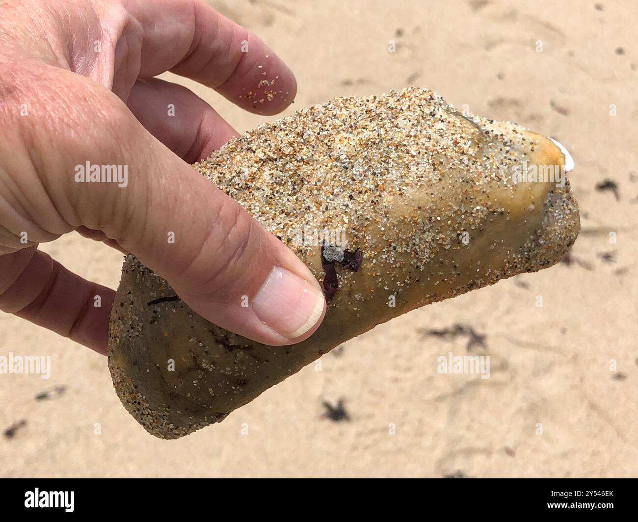 Gumboot Chiton (Cryptochiton stelleri) Mollusca Stock Photo - Alamy