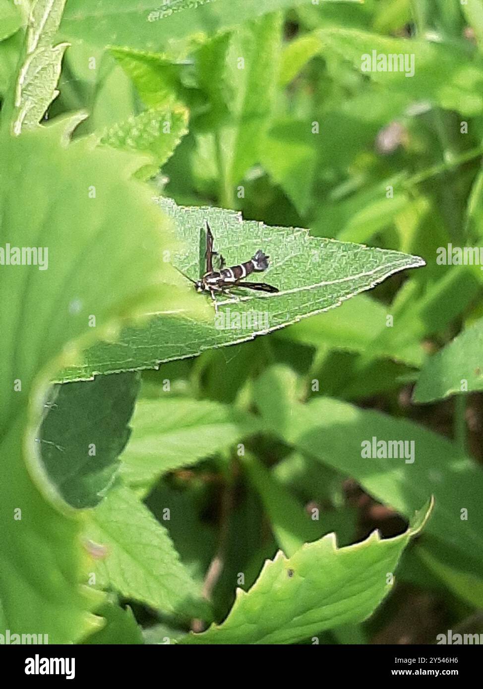 Ithaca Clearwing Moth (Carmenta ithacae) Insecta Stock Photo - Alamy