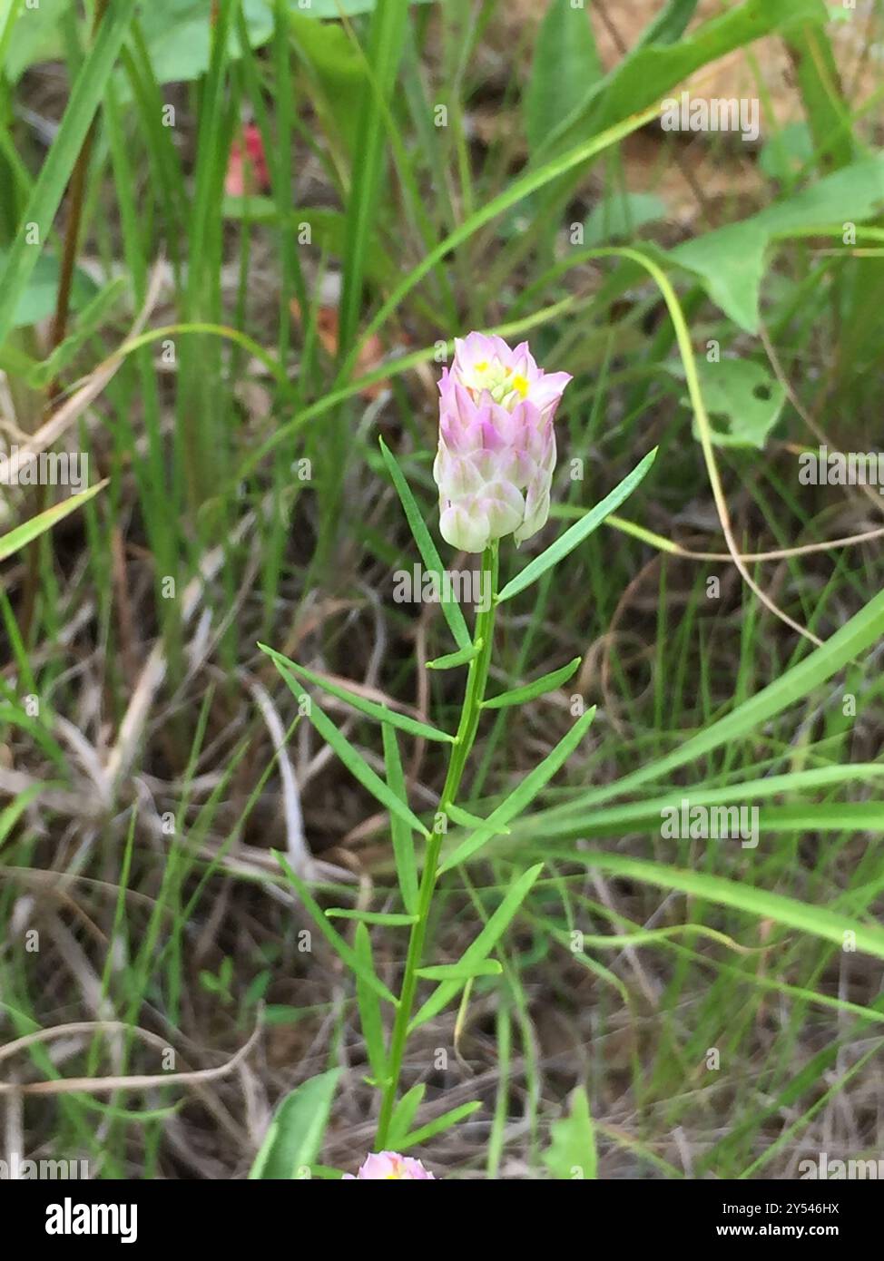 field milkwort (Senega sanguinea) Plantae Stock Photo - Alamy