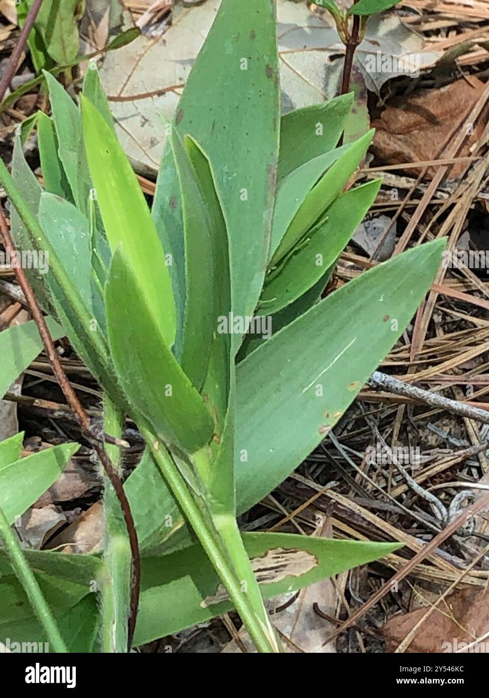 Ravenel's Rosette Grass (Dichanthelium ravenelii) Plantae Stock Photo ...