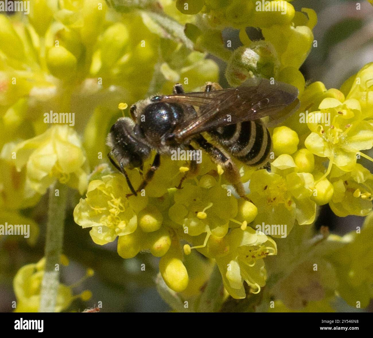Wide-striped Sweat Bee (Halictus farinosus) Insecta Stock Photo - Alamy