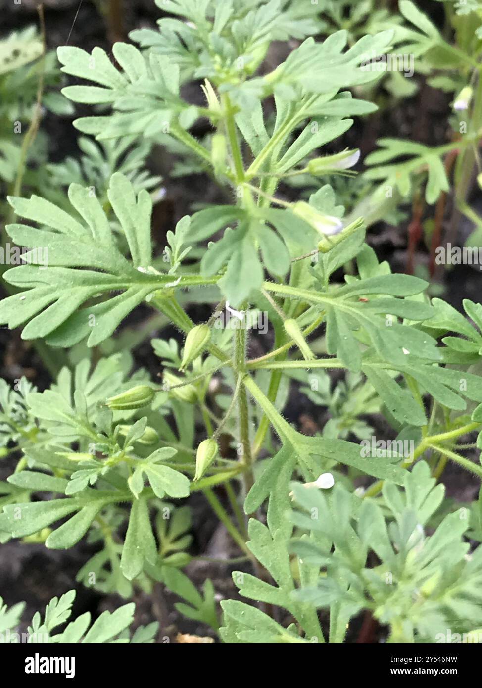 Obi-Wan conobea (Leucospora multifida) Plantae Stock Photo - Alamy