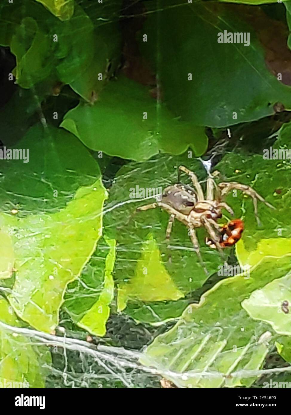 Labyrinth spider (Agelena labyrinthica) Arachnida Stock Photo - Alamy
