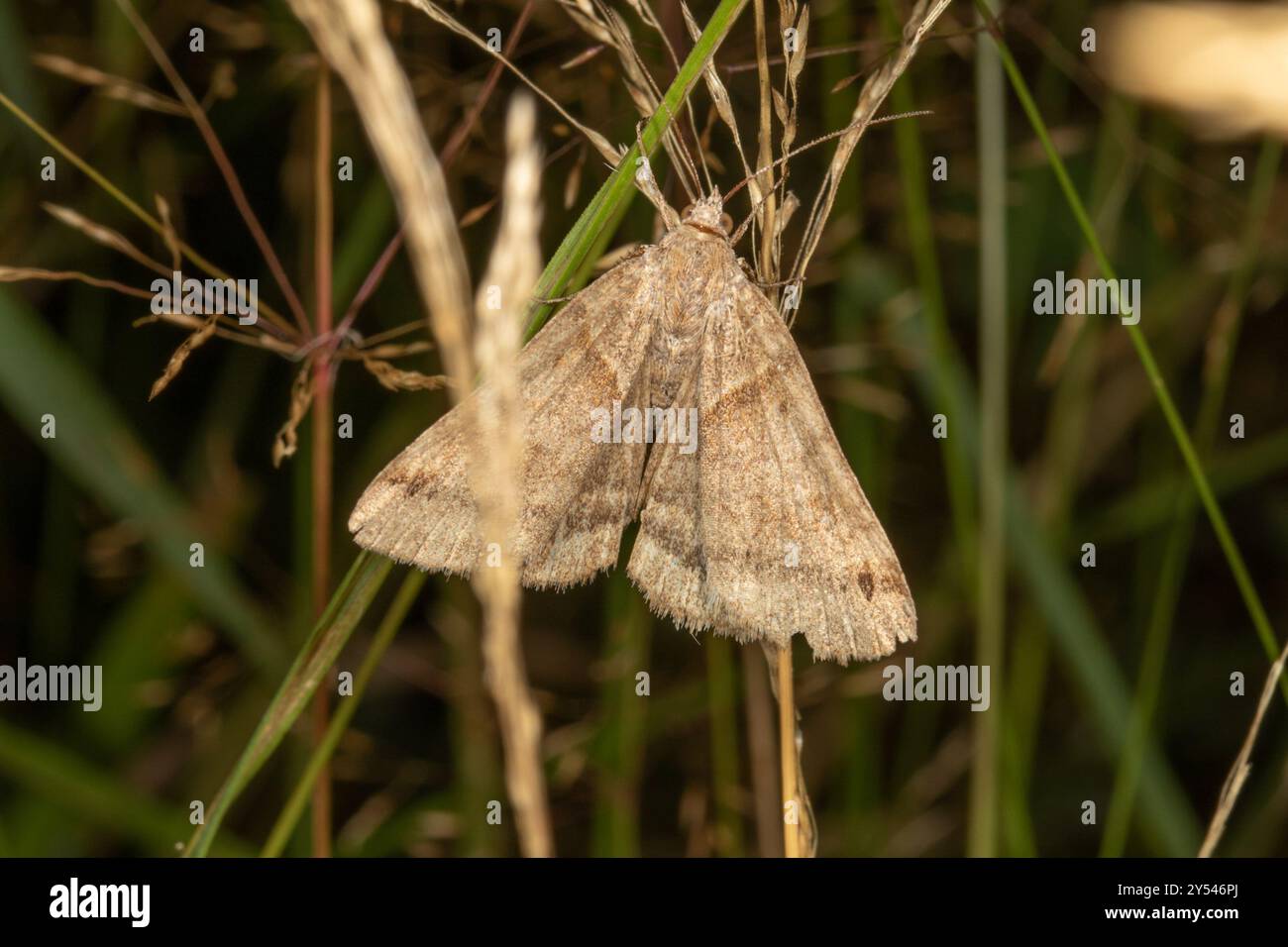 Clover Looper Moth (Caenurgina crassiuscula) Insecta Stock Photo - Alamy