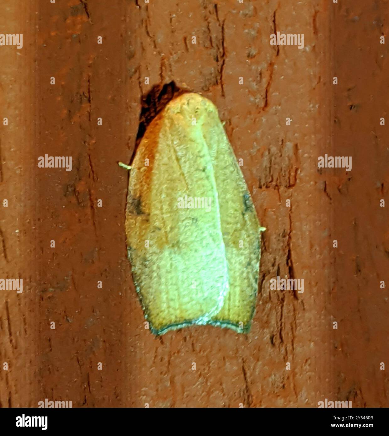 Western Avocado Leafroller Moth (Amorbia cuneanum) Insecta Stock Photo ...