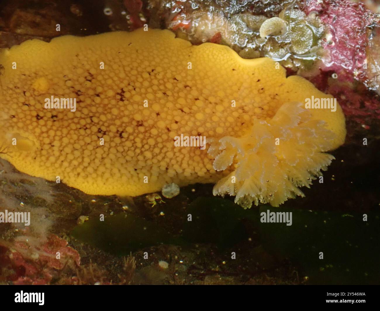 Noble Dorid (Peltodoris nobilis) Mollusca Stock Photo - Alamy