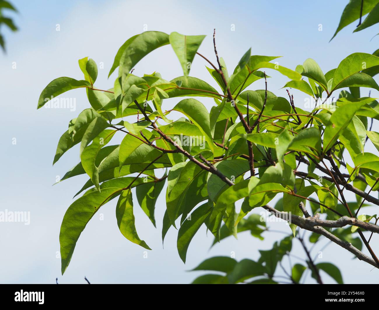 (Crateva adansonii formosensis) Plantae Stock Photo - Alamy