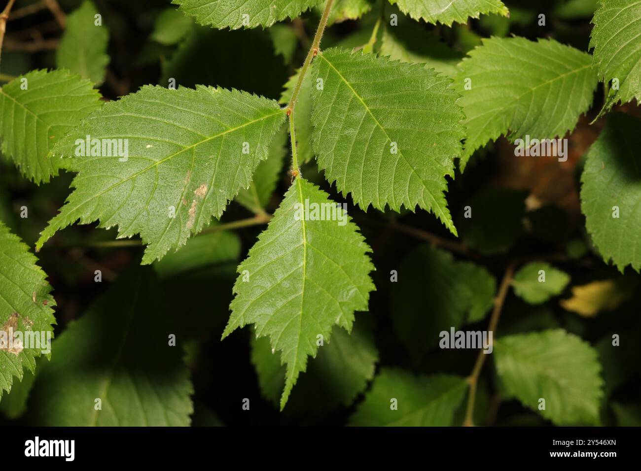 Wych Elm (Ulmus glabra) Plantae Stock Photo - Alamy