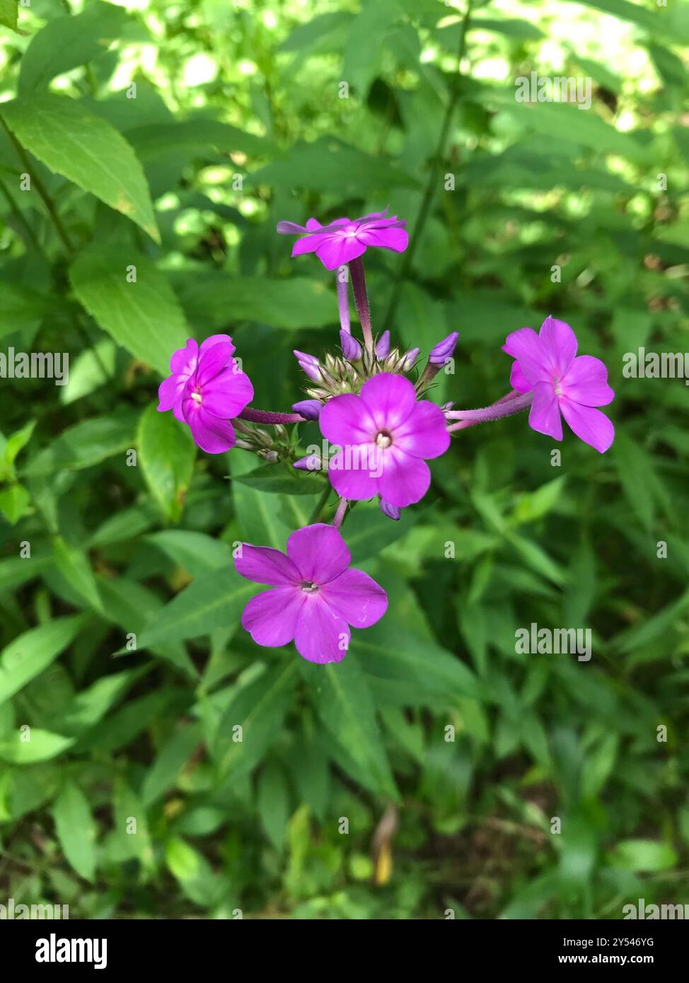 fall phlox (Phlox paniculata) Plantae Stock Photo - Alamy