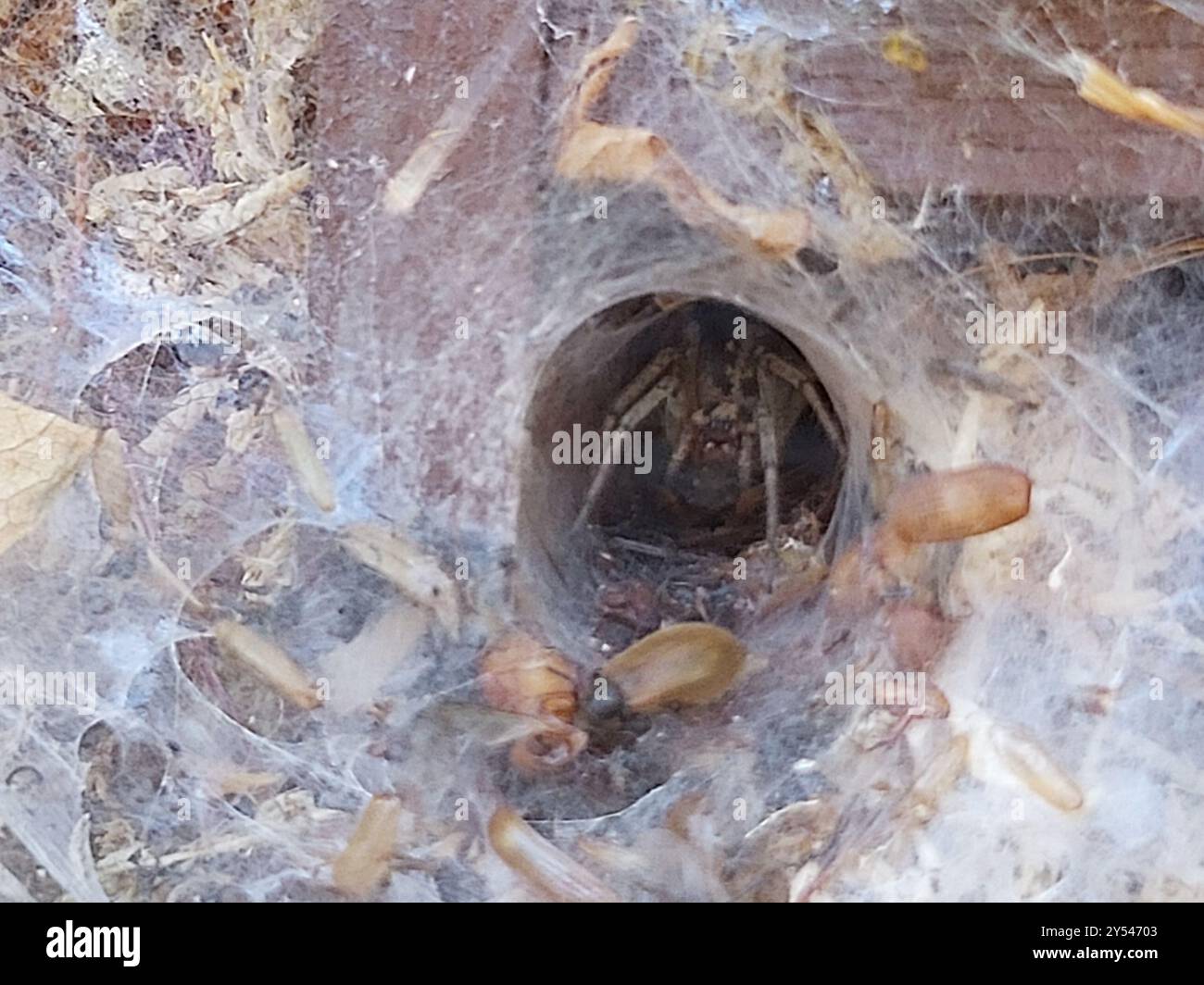 Labyrinth spider (Agelena labyrinthica) Arachnida Stock Photo - Alamy