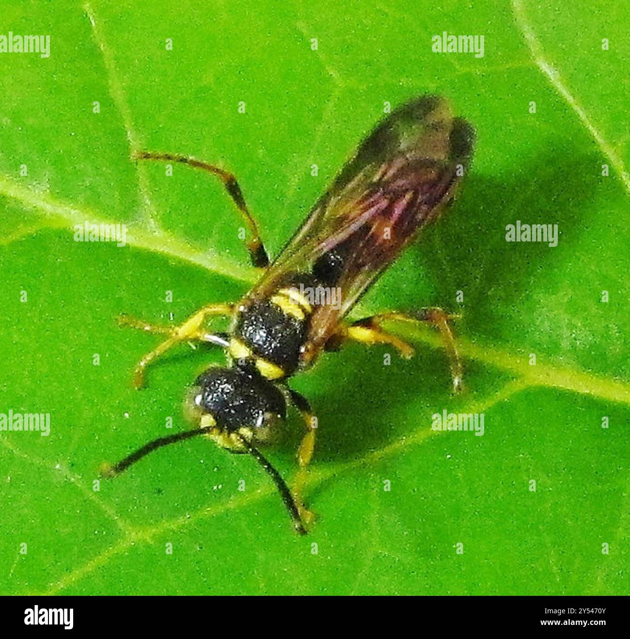 Typical Weevil Wasps and Allies (Cerceris) Insecta Stock Photo - Alamy