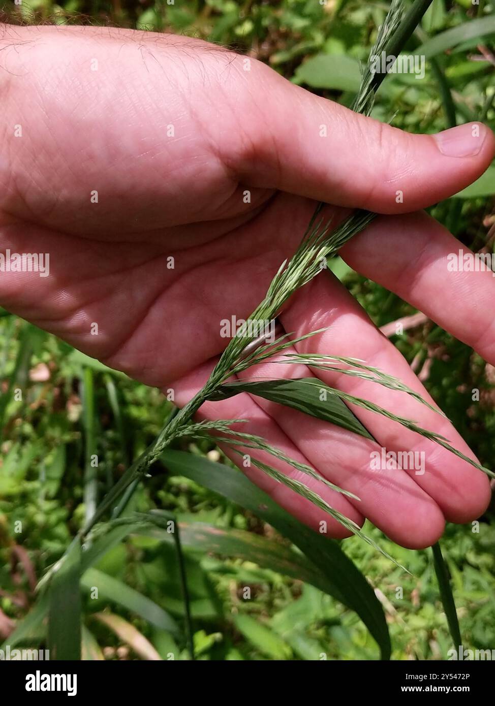 stout wood reed (Cinna arundinacea) Plantae Stock Photo - Alamy