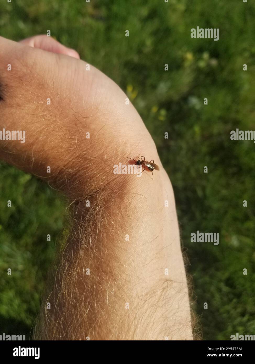 Ulke's Mound Ant (Formica ulkei) Insecta Stock Photo - Alamy