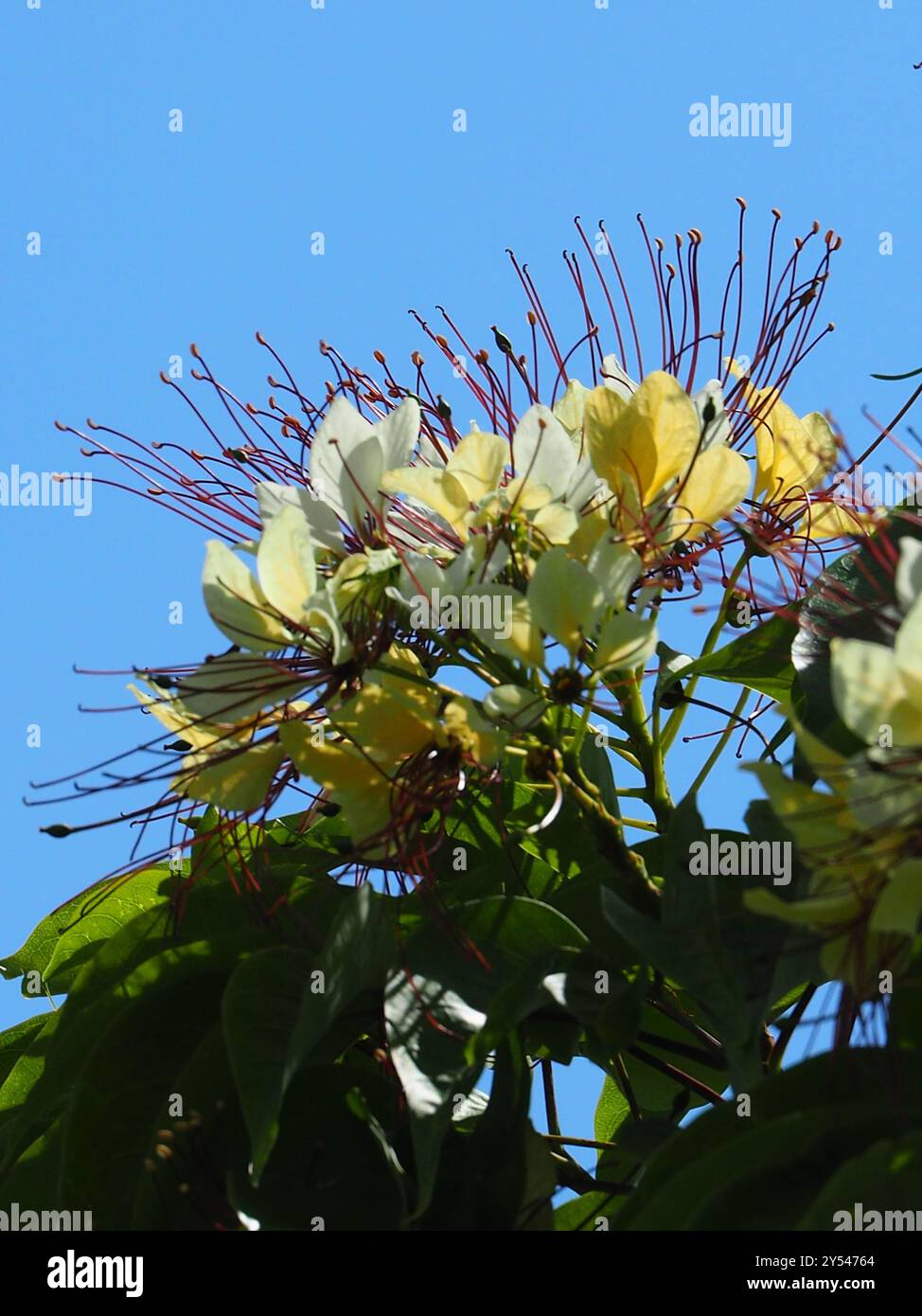 (Crateva adansonii formosensis) Plantae Stock Photo - Alamy