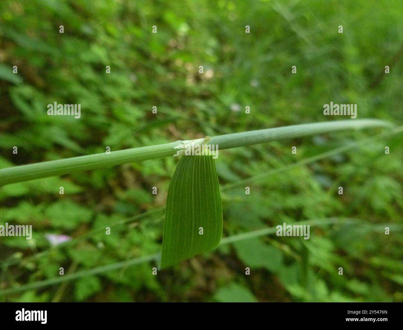 Wood Millet (Milium effusum) Plantae Stock Photo - Alamy