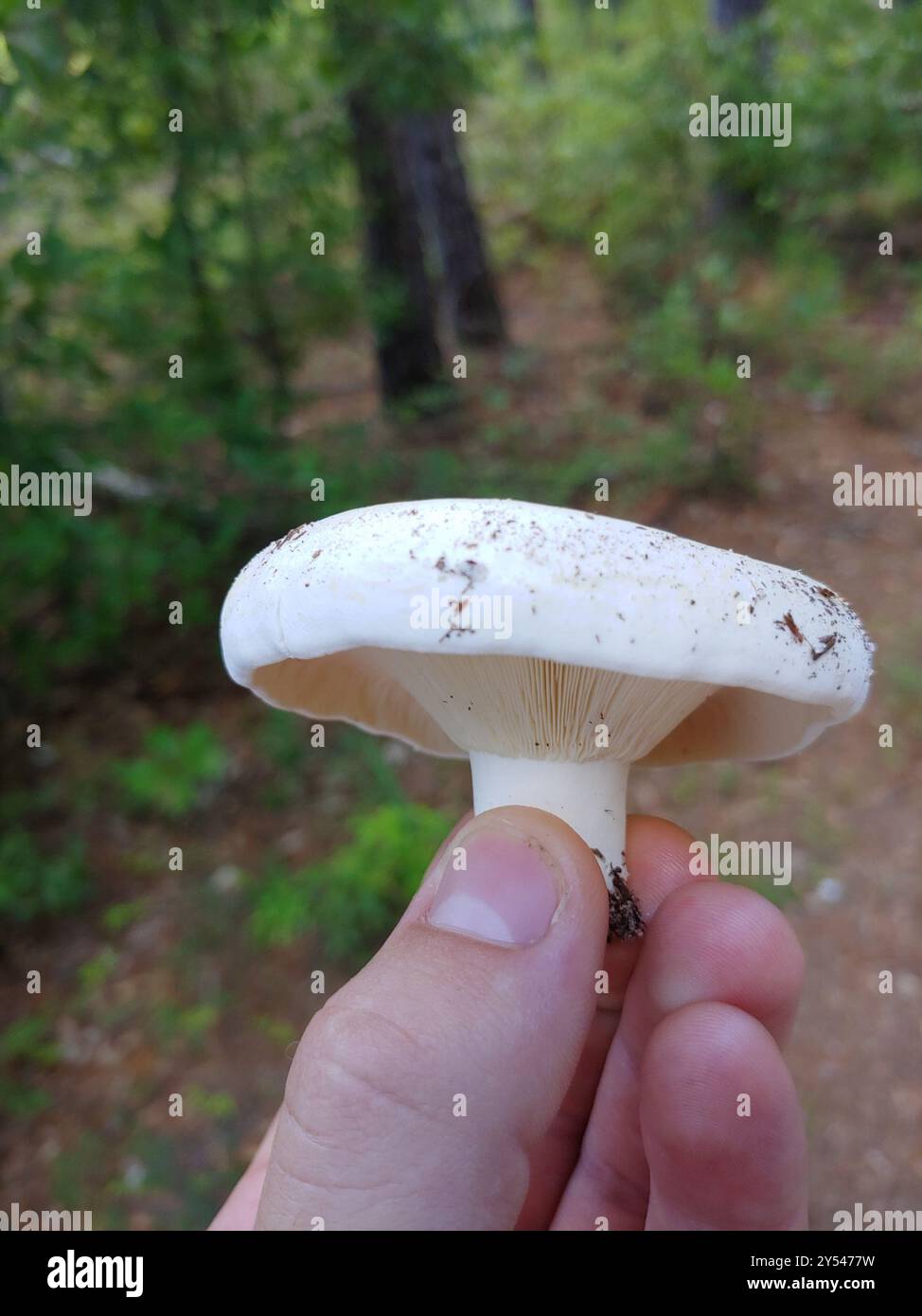 Short-stemmed Russula (Russula brevipes) Fungi Stock Photo - Alamy