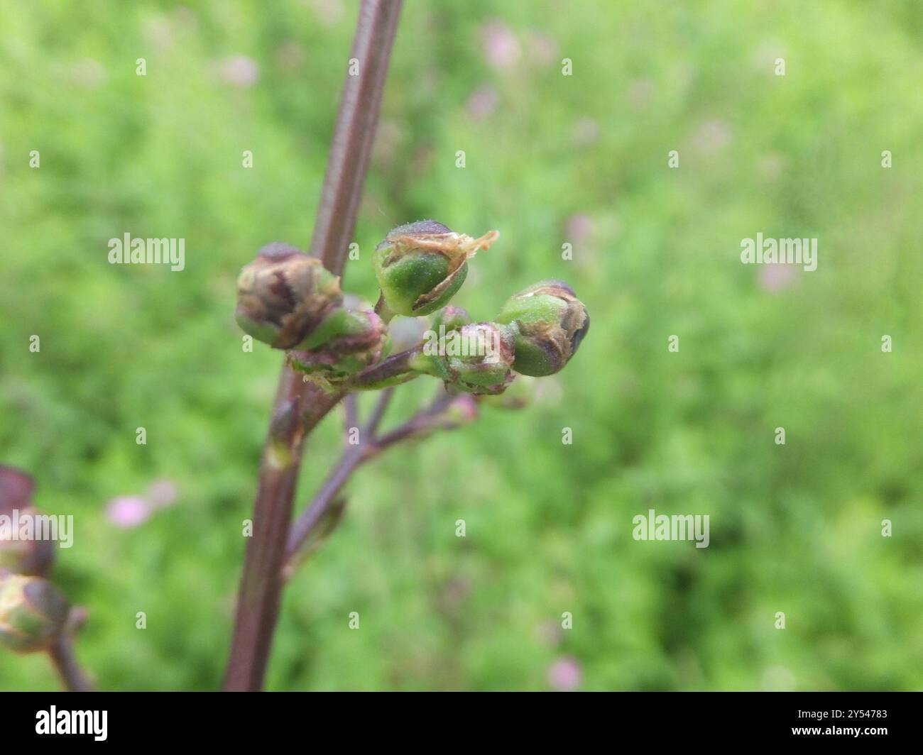 Water Figwort (Scrophularia auriculata) Plantae Stock Photo - Alamy