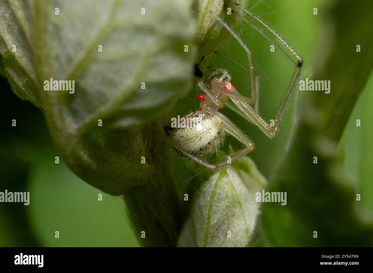 Common candy-striped spider (Enoplognatha ovata) Arachnida Stock Photo ...